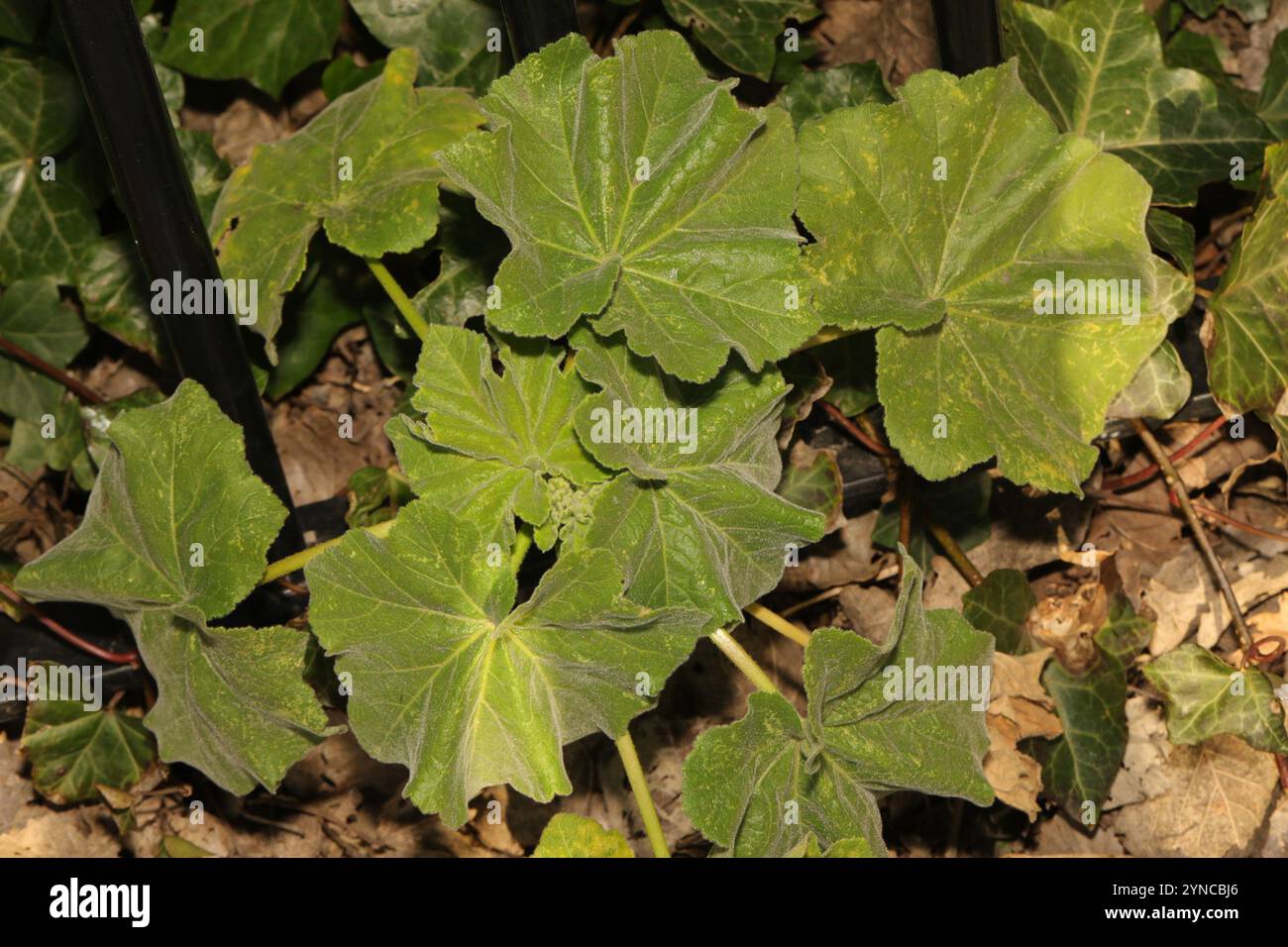 Tree Mallow (Malva arborea Stock Photo - Alamy