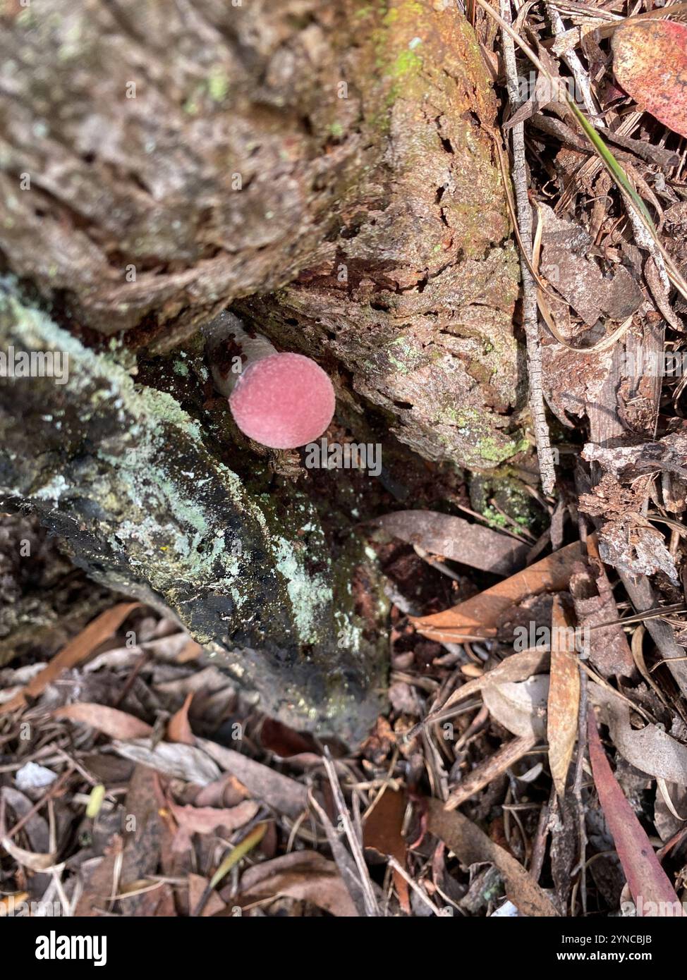 Boletellus hi-res stock photography and images - Alamy