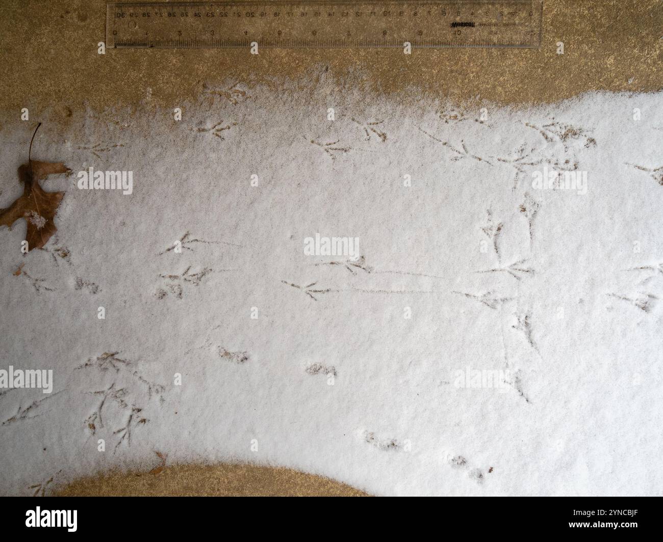 Carolina Wren (Thryothorus ludovicianus Stock Photo - Alamy