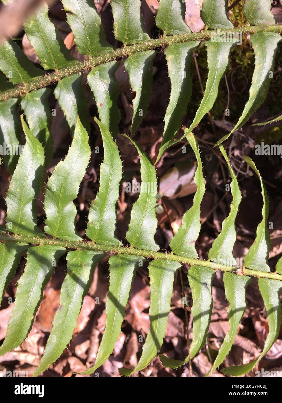 Christmas fern (Polystichum acrostichoides Stock Photo - Alamy