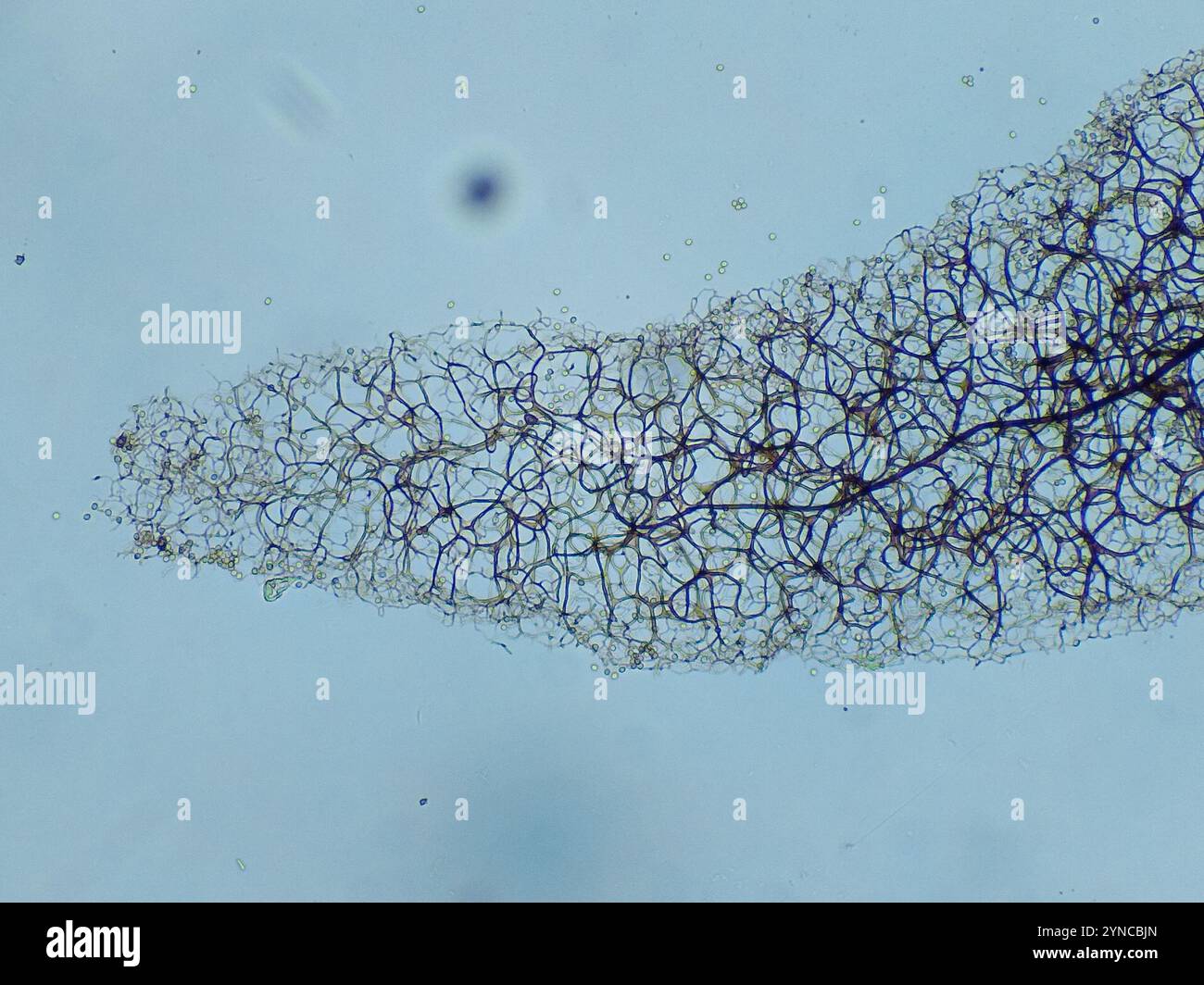 (Stemonitis axifera smithii Stock Photo - Alamy