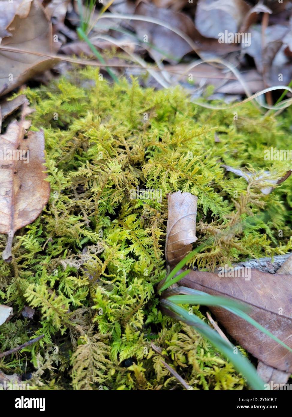 delicate fern moss (Thuidium delicatulum Stock Photo - Alamy
