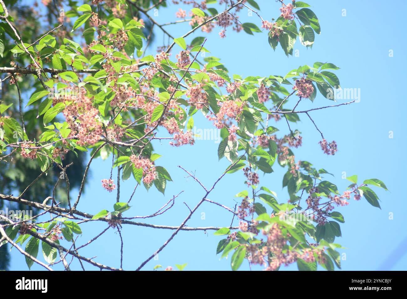 Wild Himalayan Cherry (Prunus cerasoides Stock Photo - Alamy