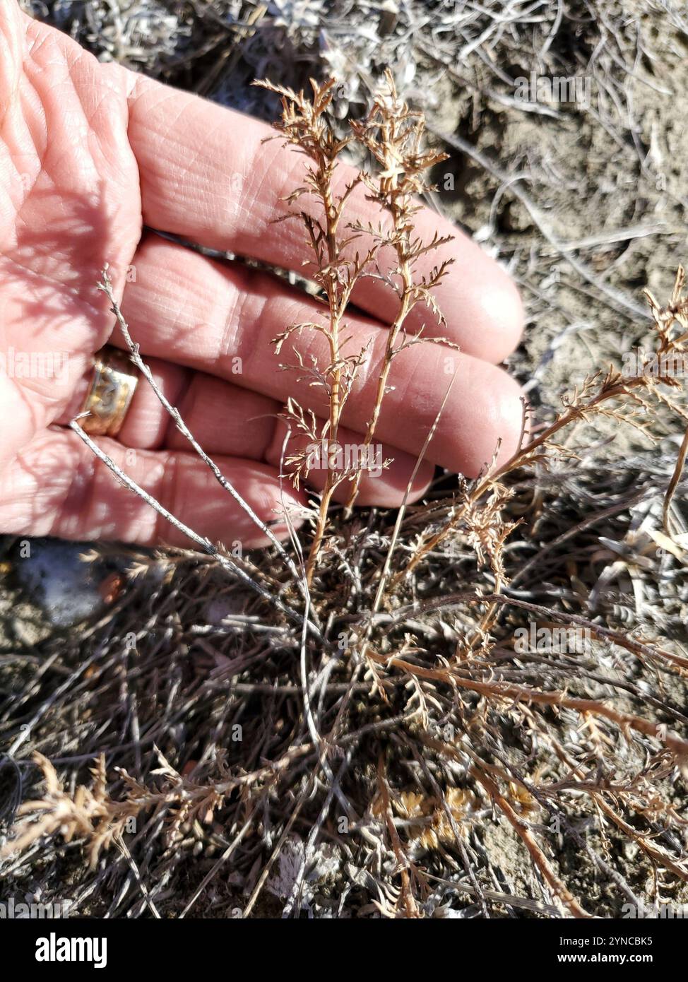 Spiny Goldenweed (Xanthisma spinulosum Stock Photo - Alamy