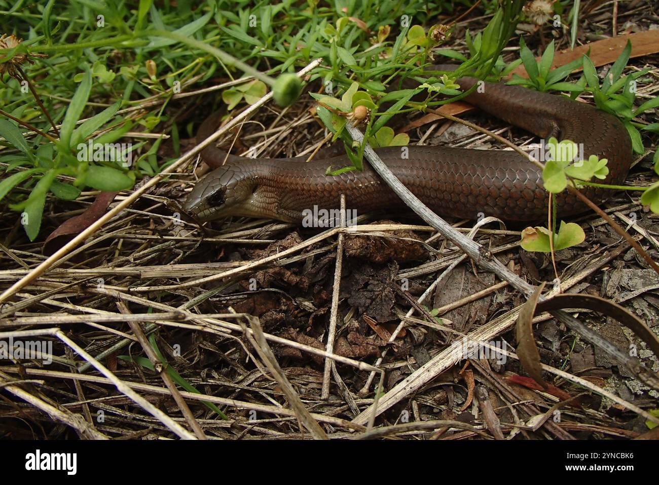 Mainland Sheoak Skink (Cyclodomorphus michaeli Stock Photo - Alamy