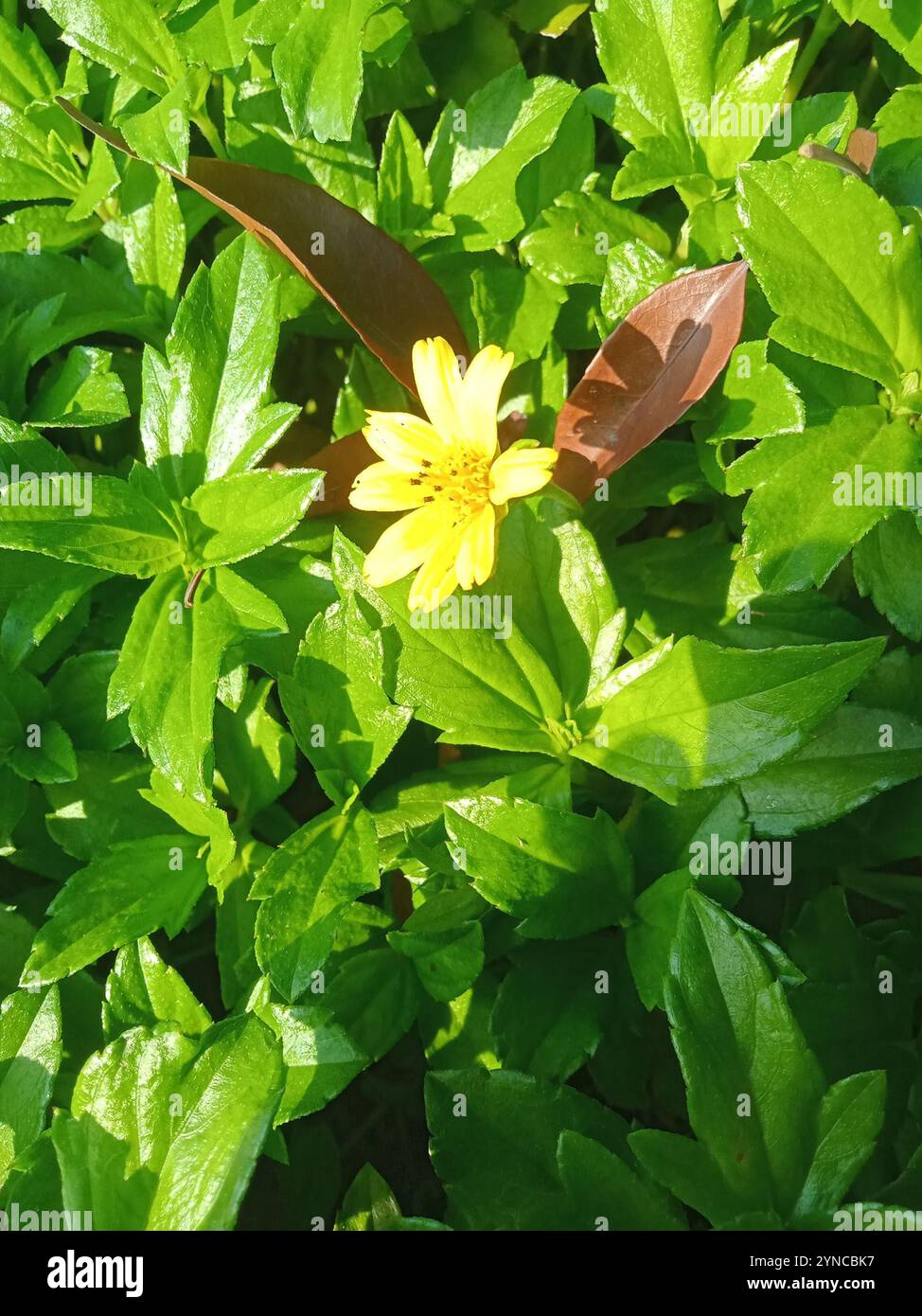 trailing daisy (Sphagneticola trilobata Stock Photo - Alamy