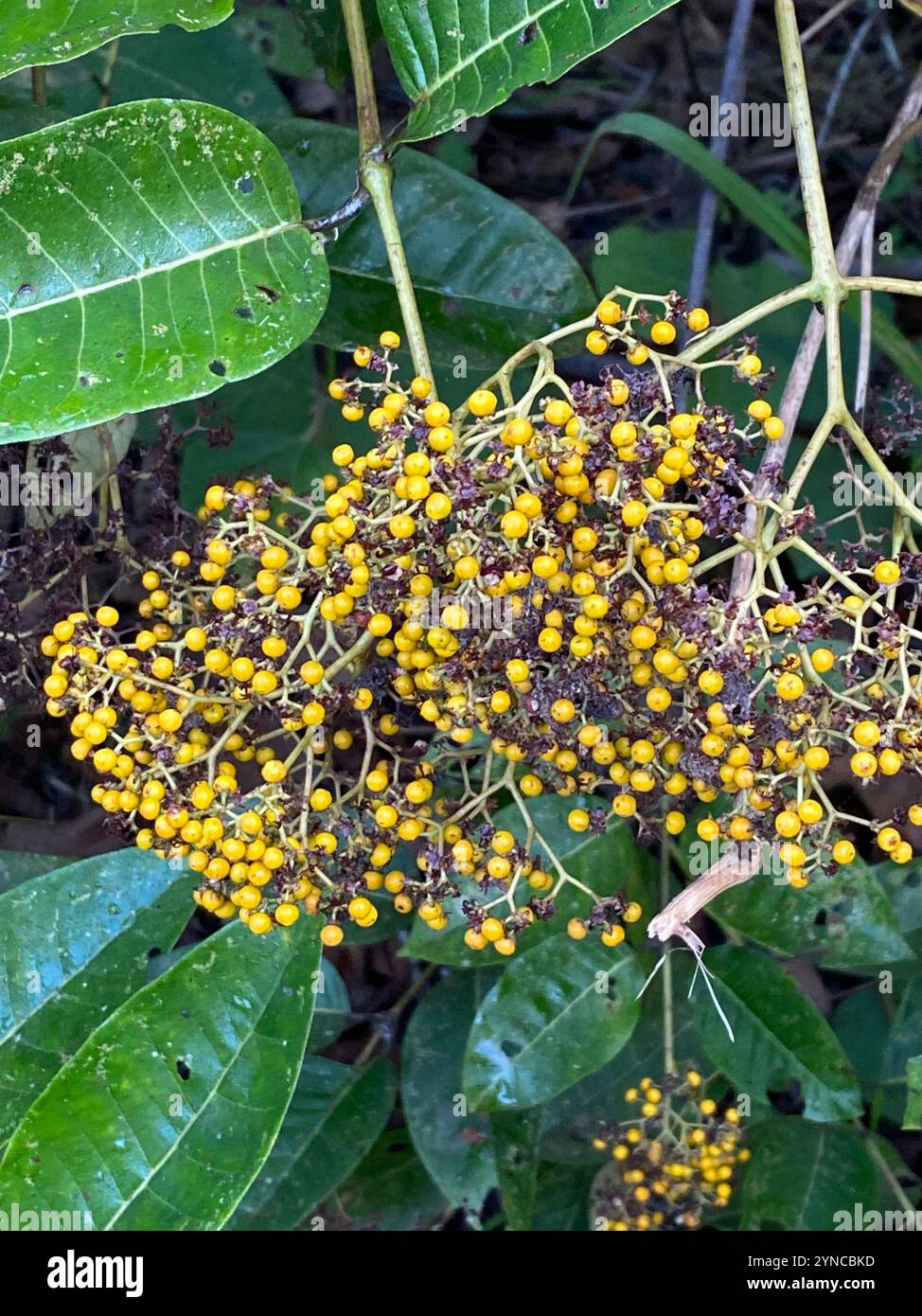 Harungana madagascariensis hi-res stock photography and images - Alamy