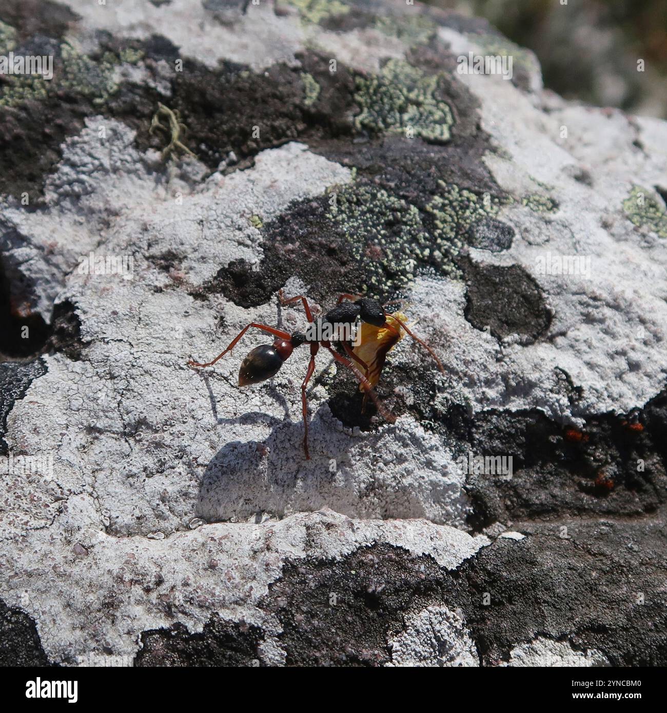 Tasmanian Inchman Ant (Myrmecia esuriens Stock Photo - Alamy