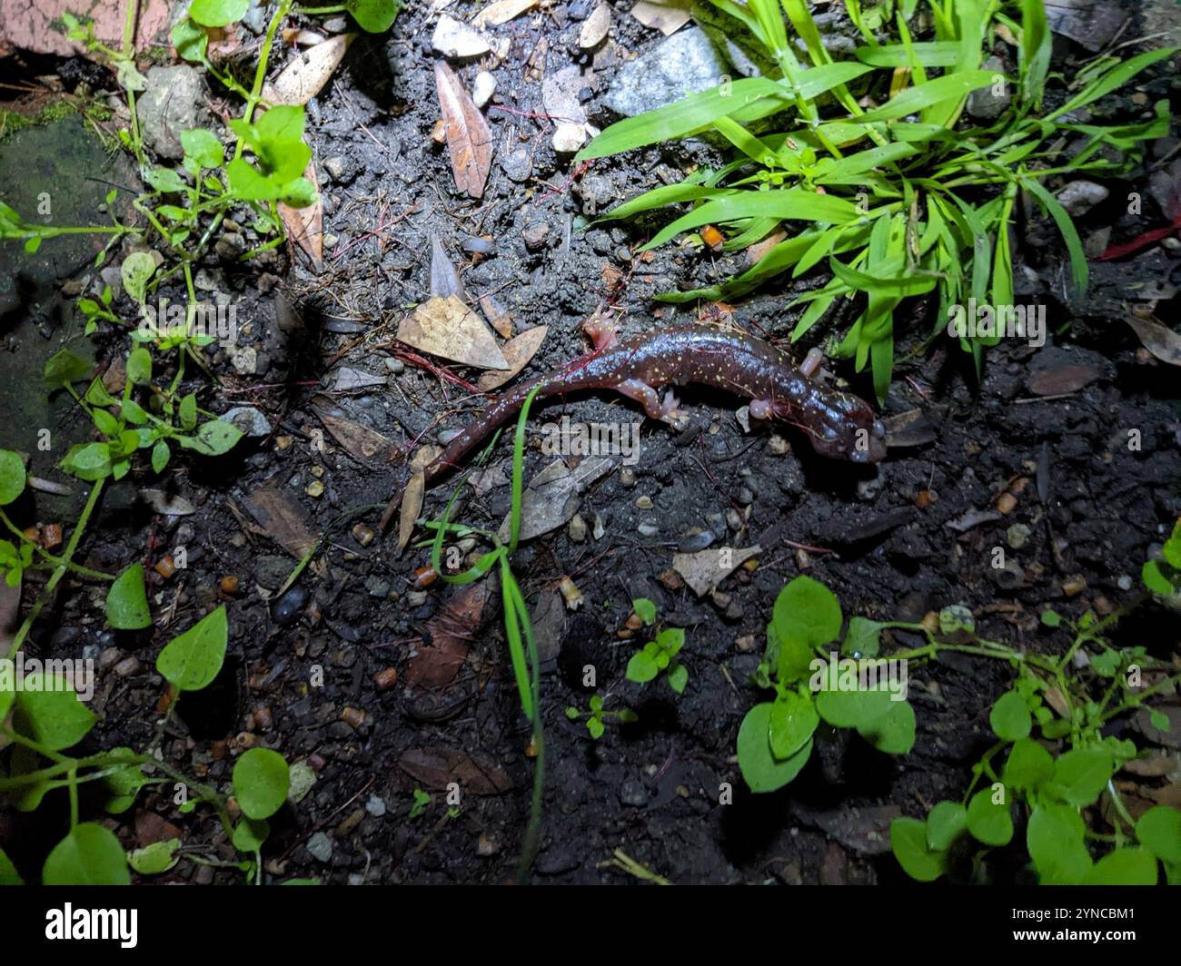 Arboreal Salamander (Aneides lugubris Stock Photo - Alamy