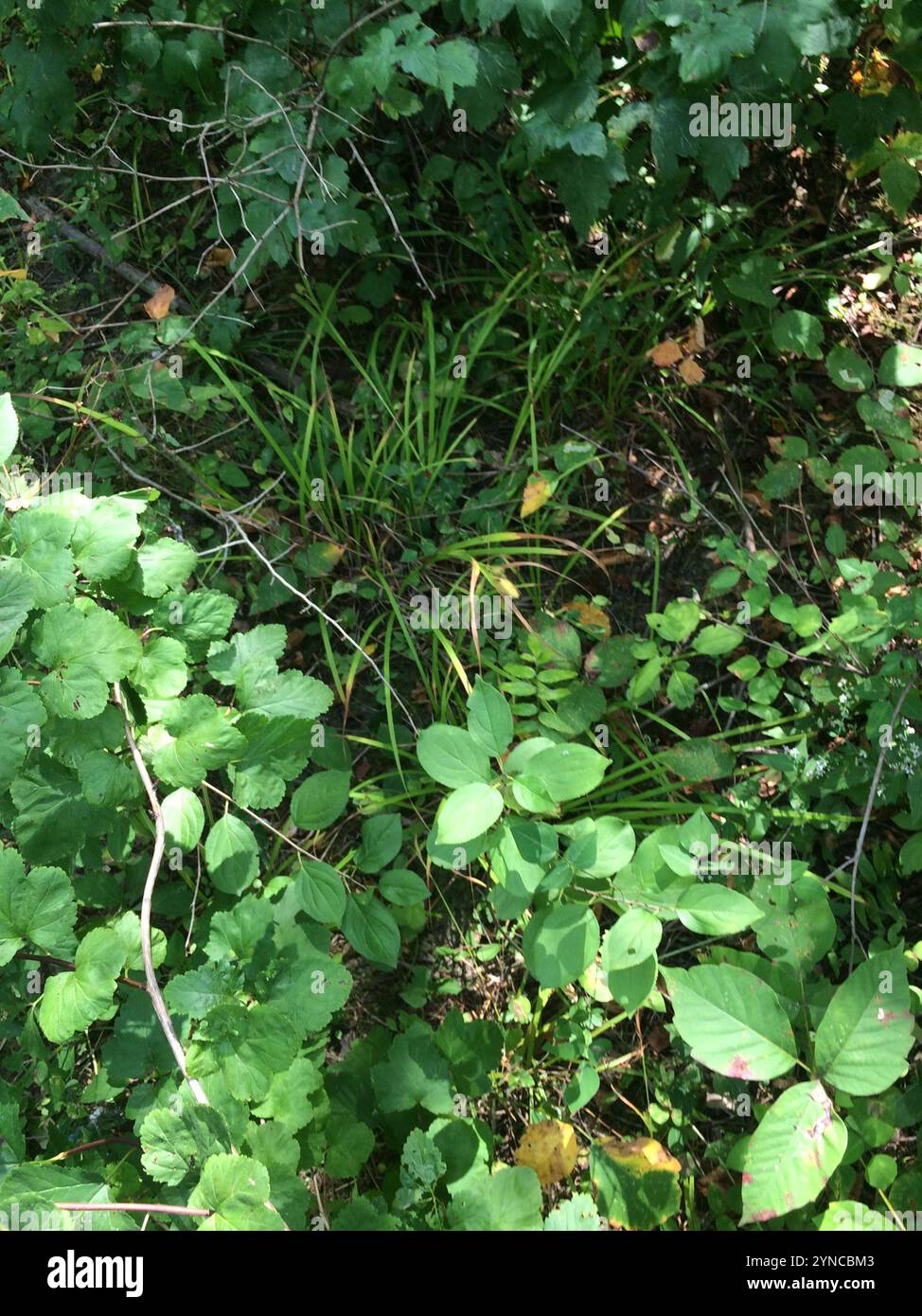 cattail sedge (Carex typhina Stock Photo - Alamy