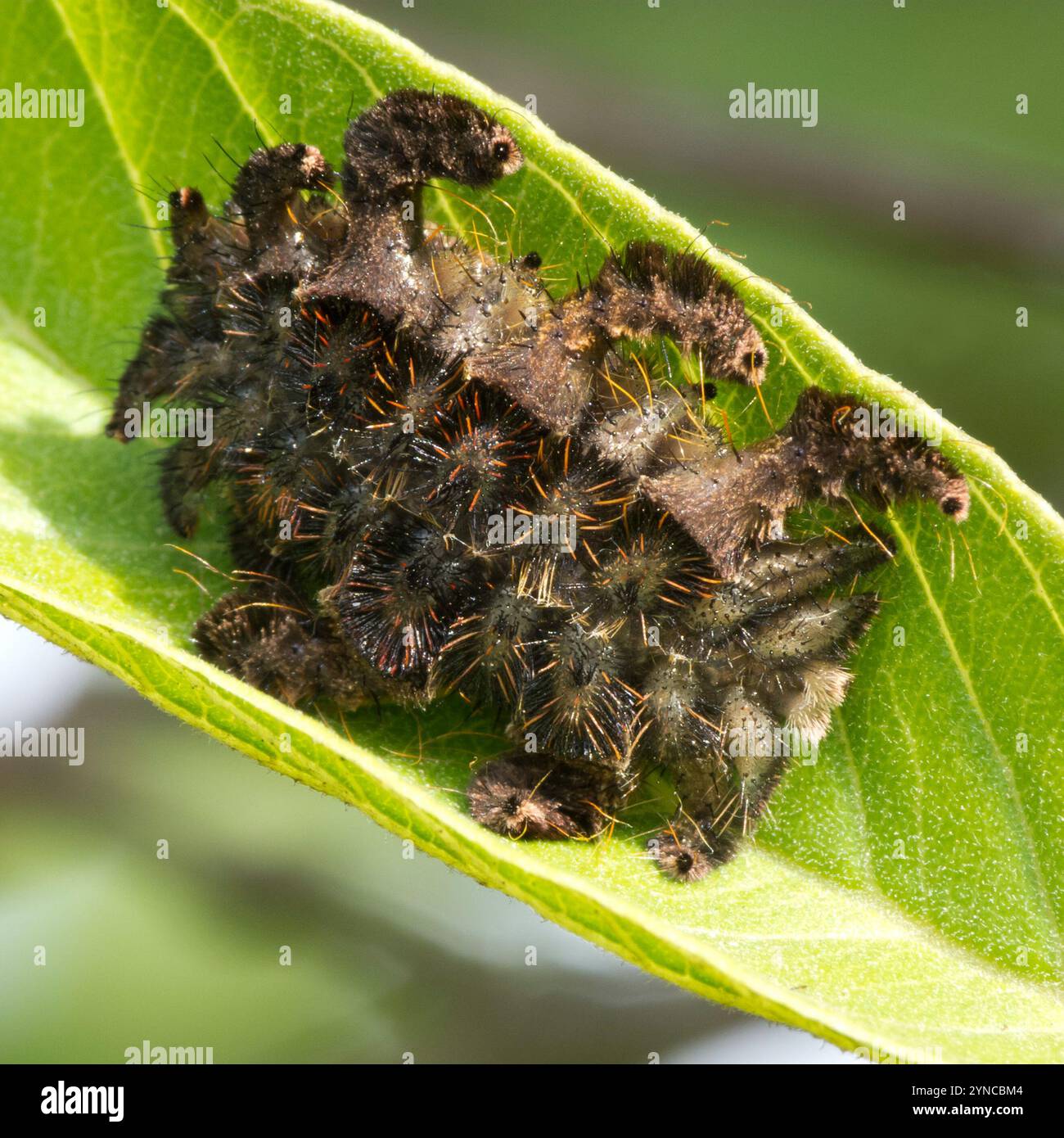 Monkey Slug Moth (Phobetron hipparchia Stock Photo - Alamy