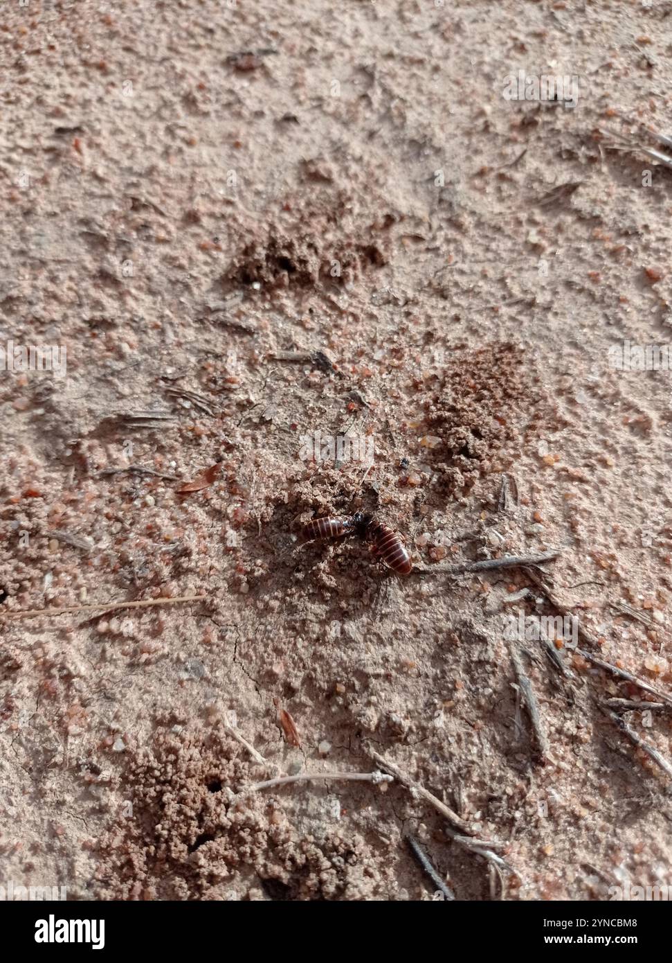 Northern Harvester Termite (Hodotermes mossambicus Stock Photo - Alamy