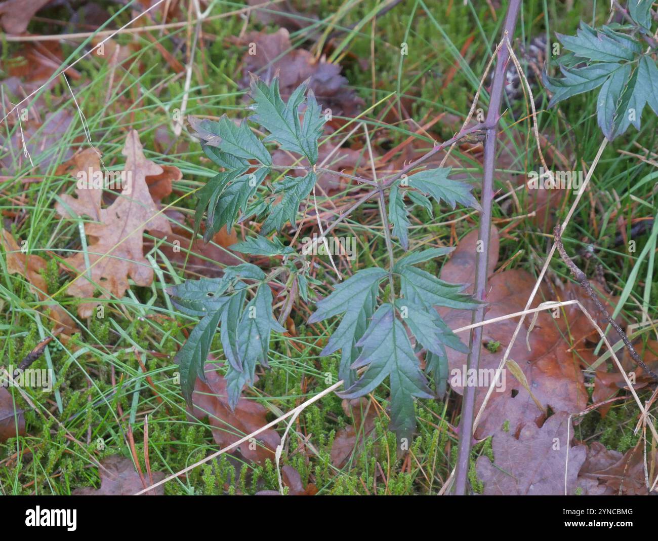 Rubus laciniatus hi-res stock photography and images - Alamy
