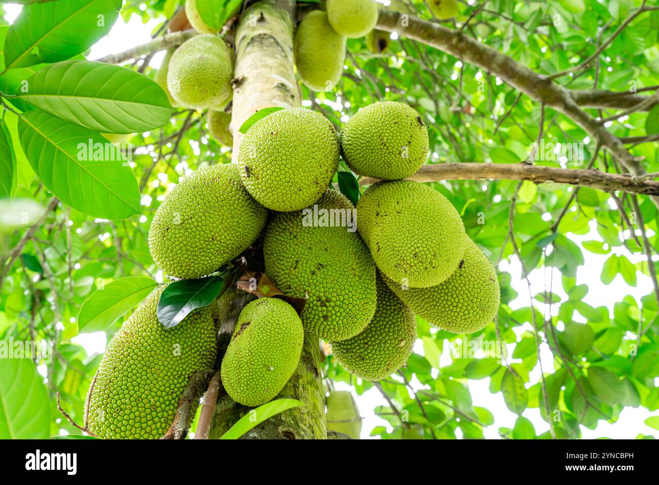 Young breadfruit tree hi-res stock photography and images - Alamy