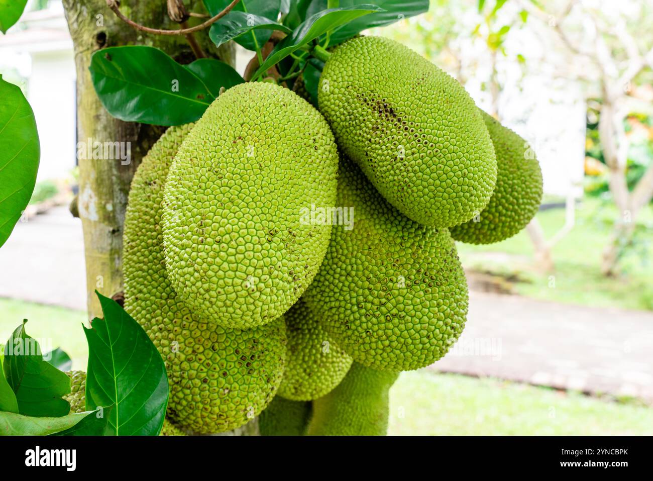 Jackfruit or Pohon Nangka is the name of a kind of tree, as well as ...