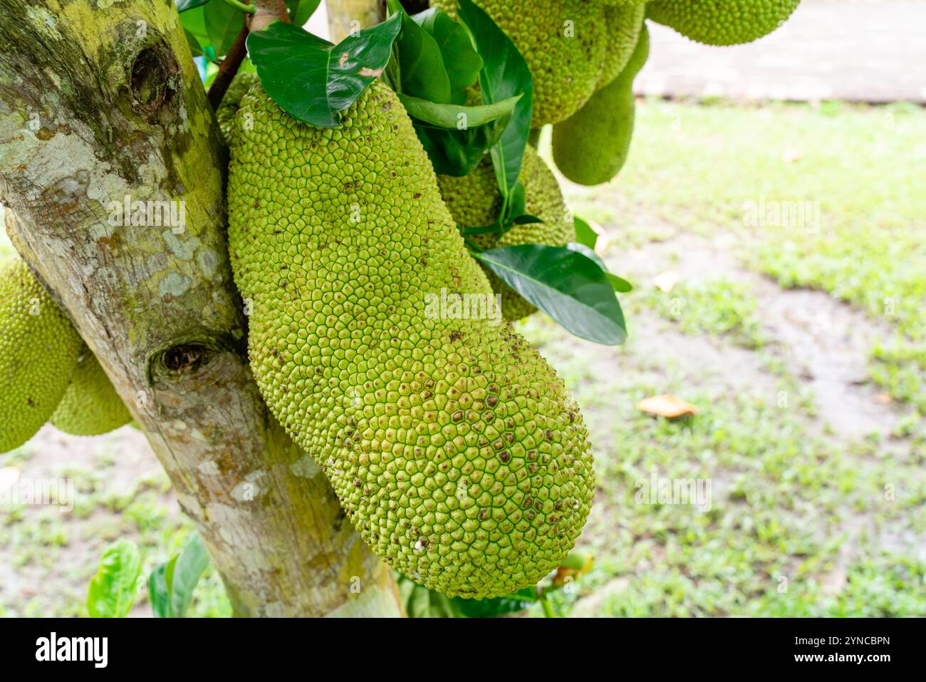 Jackfruit or Pohon Nangka is the name of a kind of tree, as well as ...