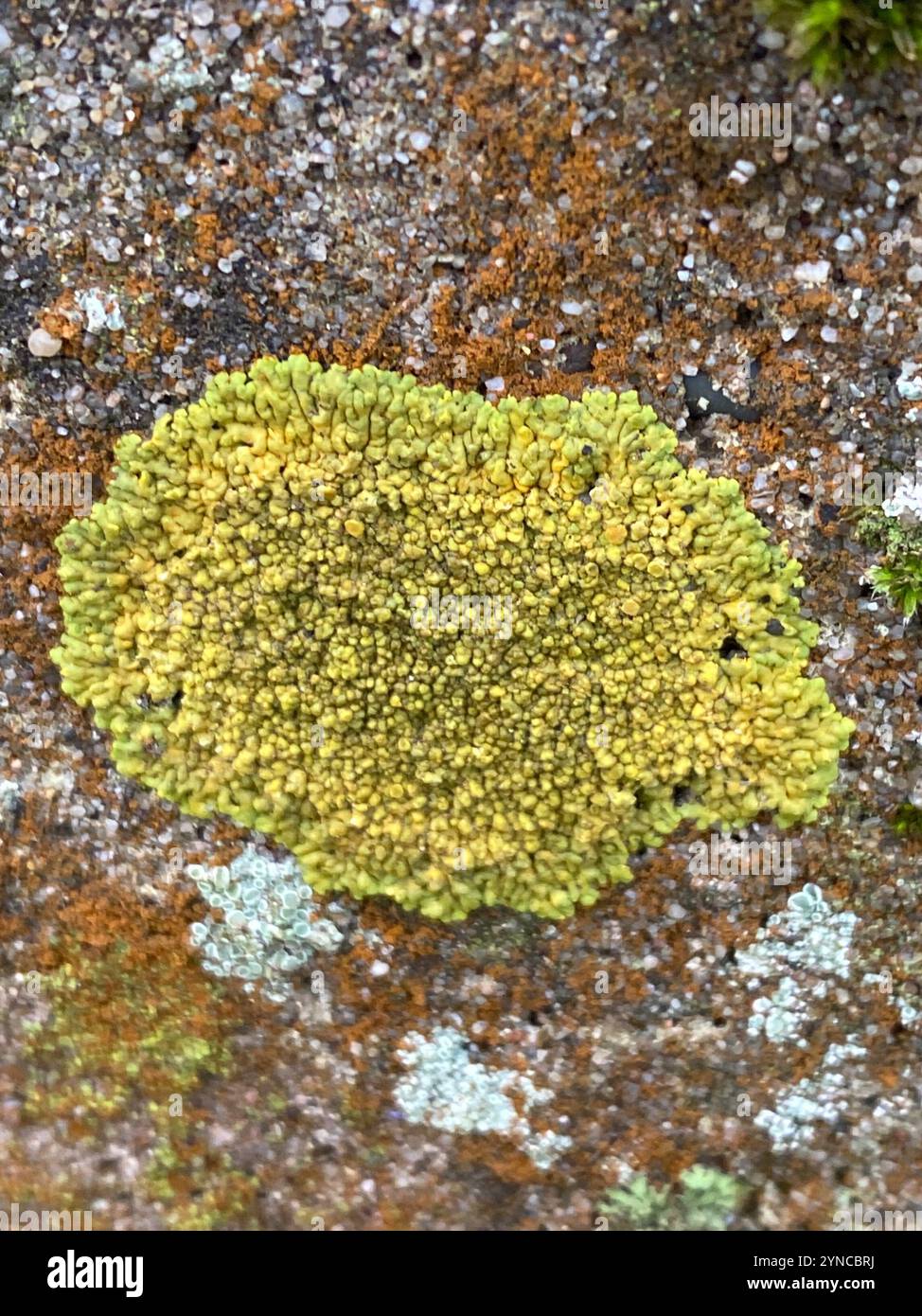 Limestone Lobed Firedot (Variospora flavescens Stock Photo - Alamy