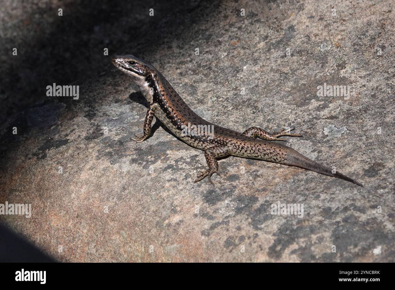 Southern Water Skink (Eulamprus tympanum Stock Photo - Alamy