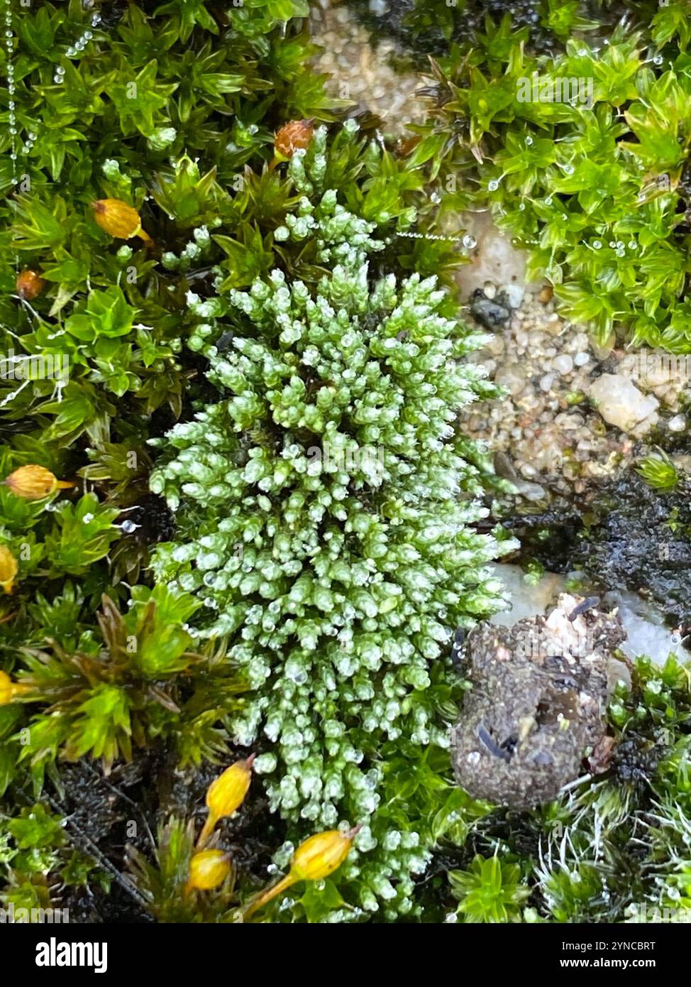 Silvery bryum hi-res stock photography and images - Alamy