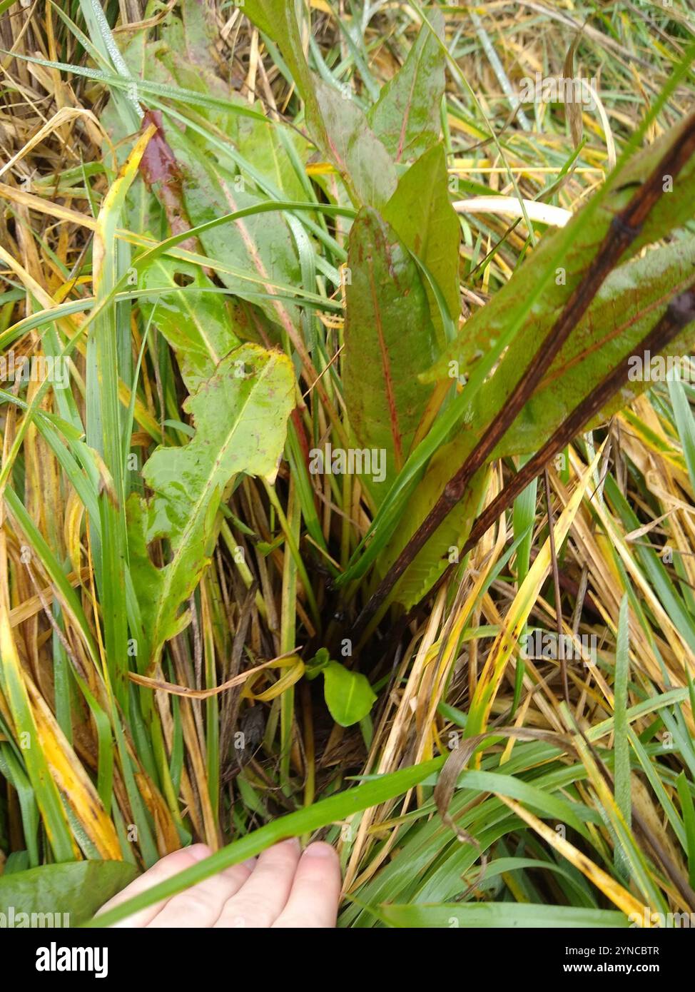 Clustered Dock (Rumex conglomeratus Stock Photo - Alamy