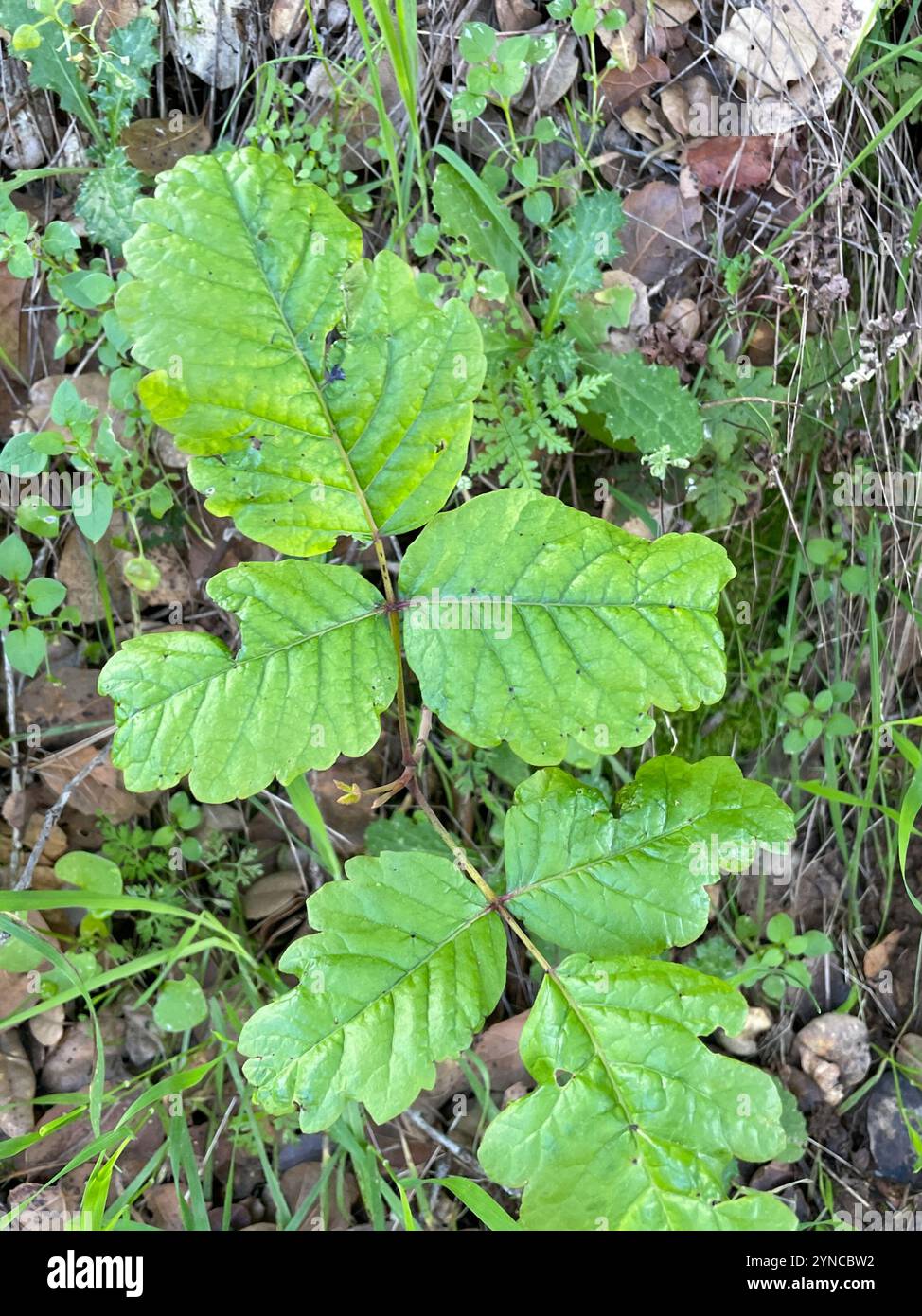 Pacific poison oak (Toxicodendron diversilobum Stock Photo - Alamy