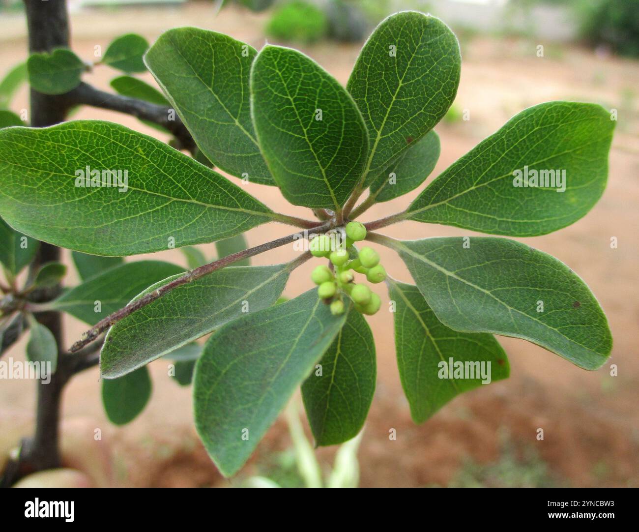 Purplepod clusterleaf (Terminalia prunioides Stock Photo - Alamy