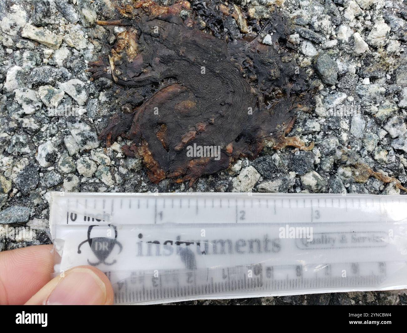 Pacific Newts (Taricha Stock Photo - Alamy