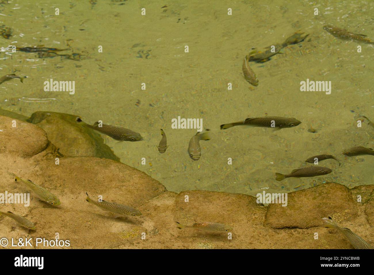 Jungle Perch (Kuhlia rupestris Stock Photo - Alamy