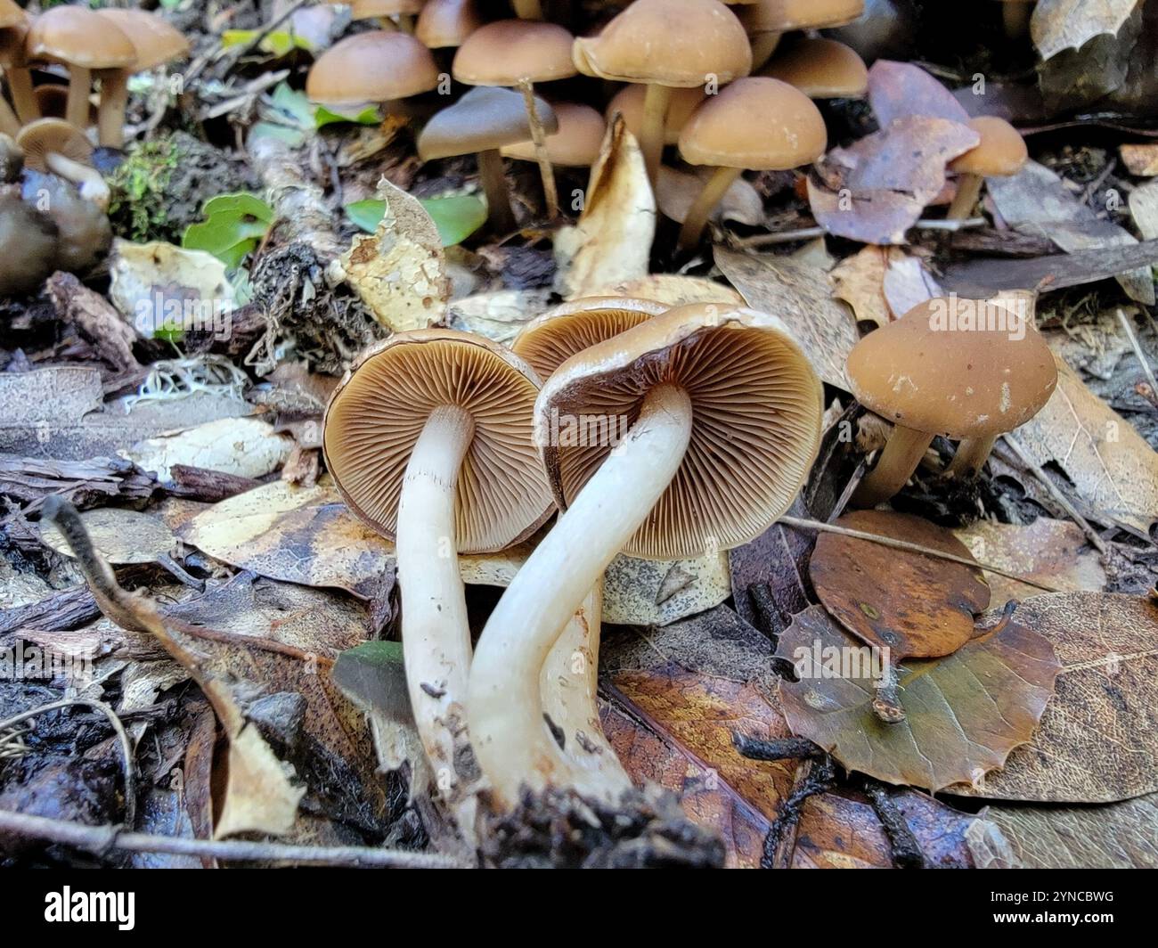 Common Stump Brittlestem (Psathyrella piluliformis Stock Photo - Alamy