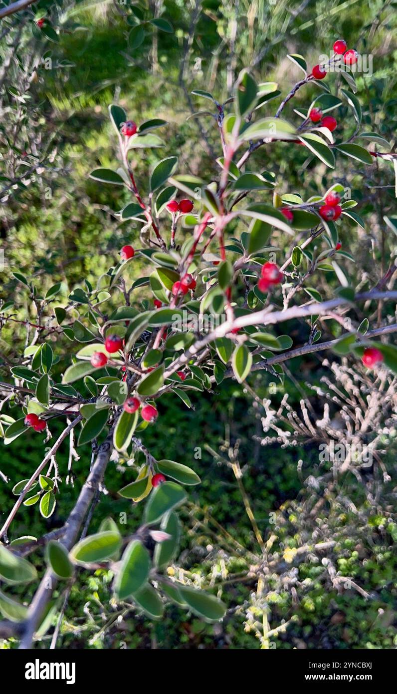 Cotoneaster pannosus hi-res stock photography and images - Alamy