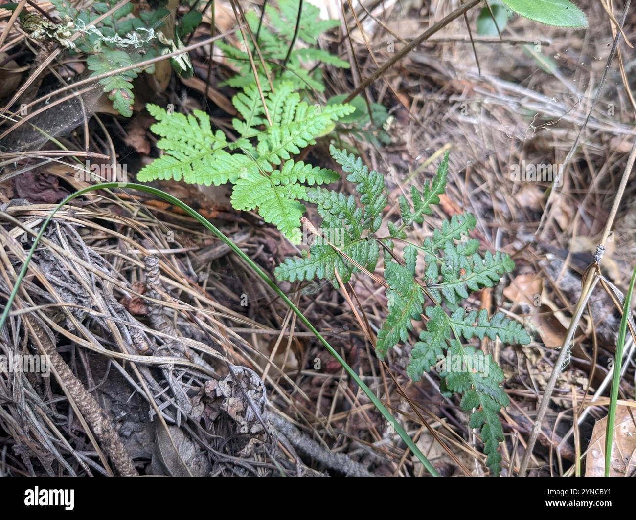 Goldback fern hi-res stock photography and images - Alamy
