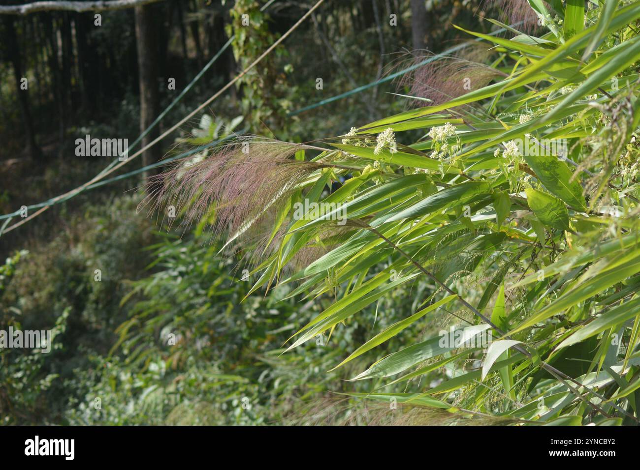 Thysanolaena hi-res stock photography and images - Alamy