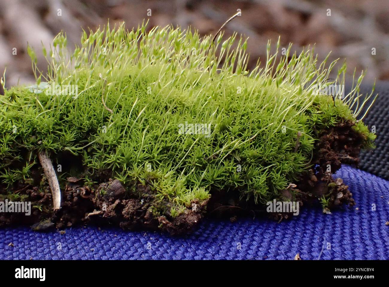 Green-tufted Stubble Moss (Weissia controversa Stock Photo - Alamy