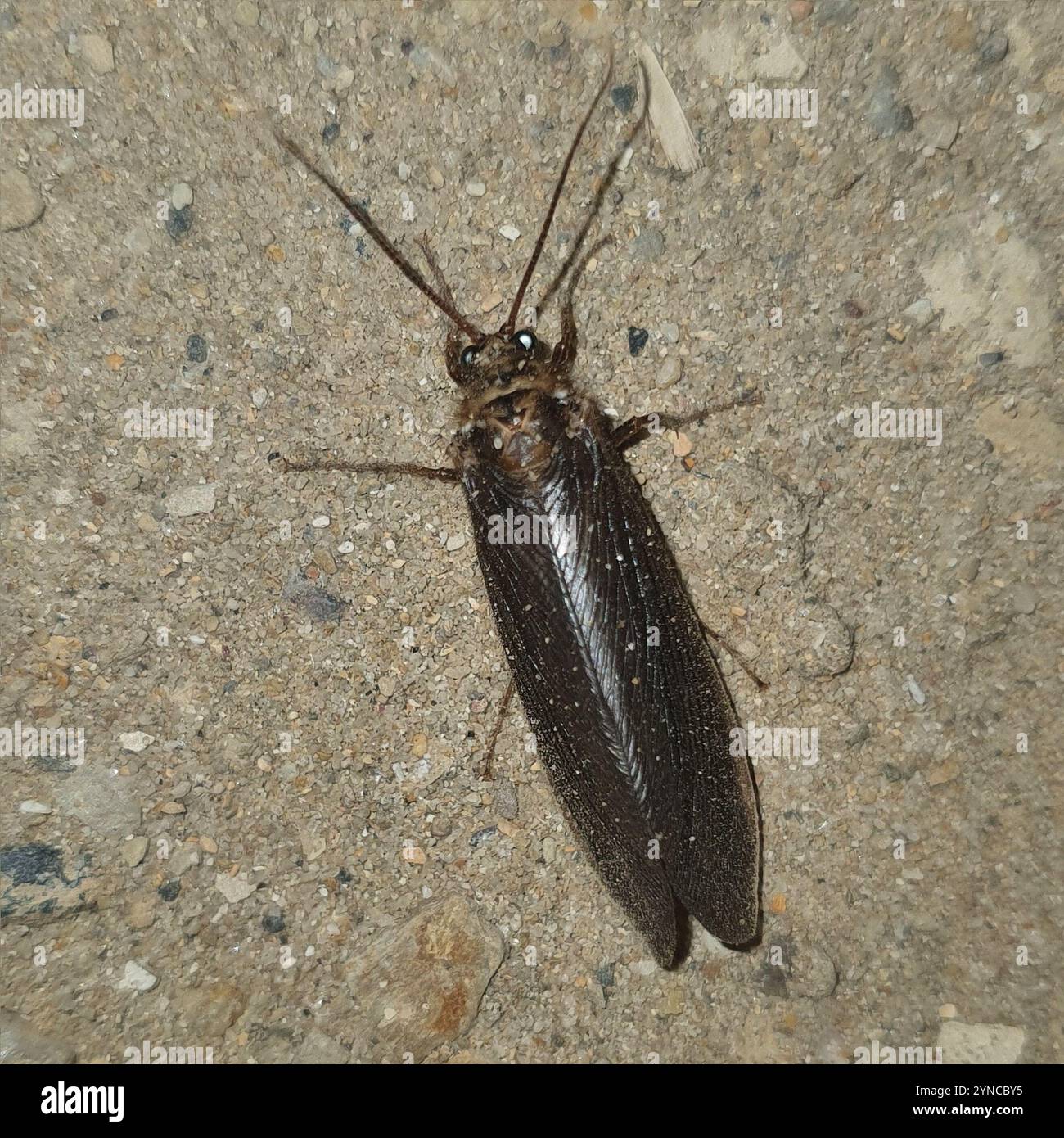Giant and Moth Lacewings (Ithonidae Stock Photo - Alamy