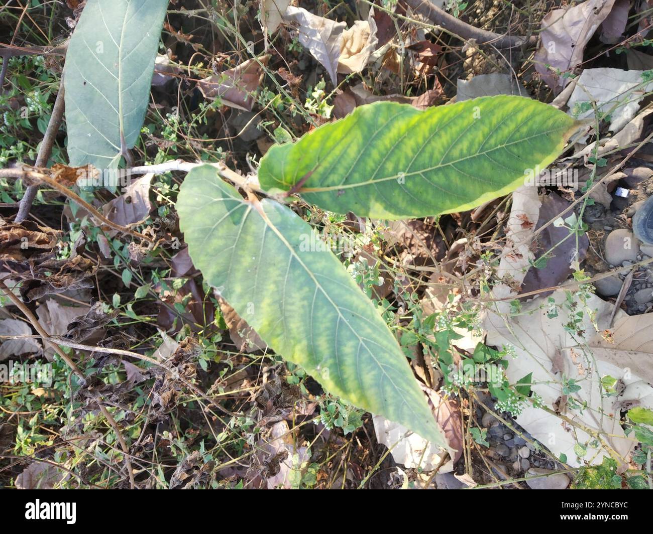 drooping fig (Ficus semicordata Stock Photo - Alamy