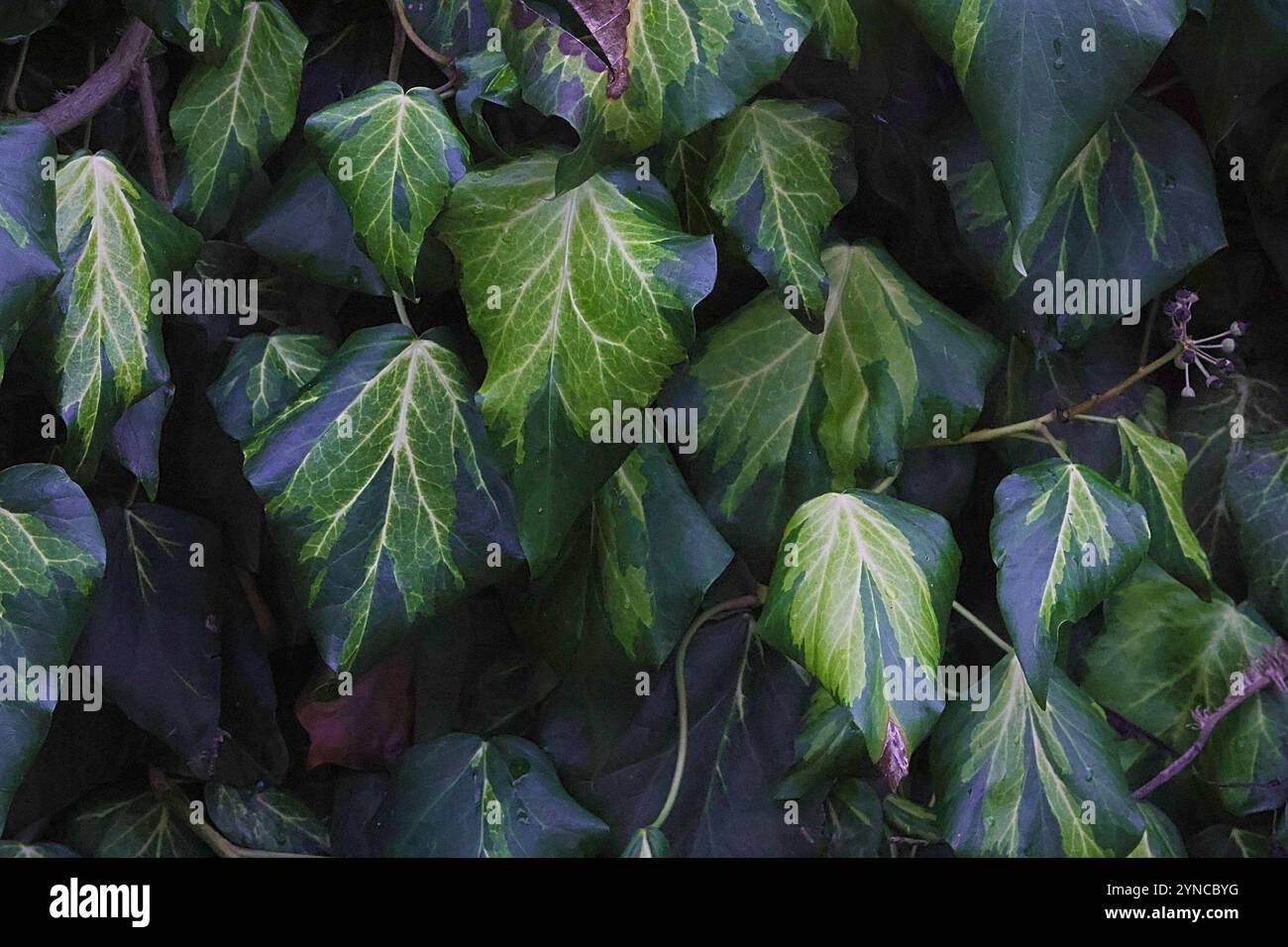Persian Ivy (Hedera colchica Stock Photo - Alamy