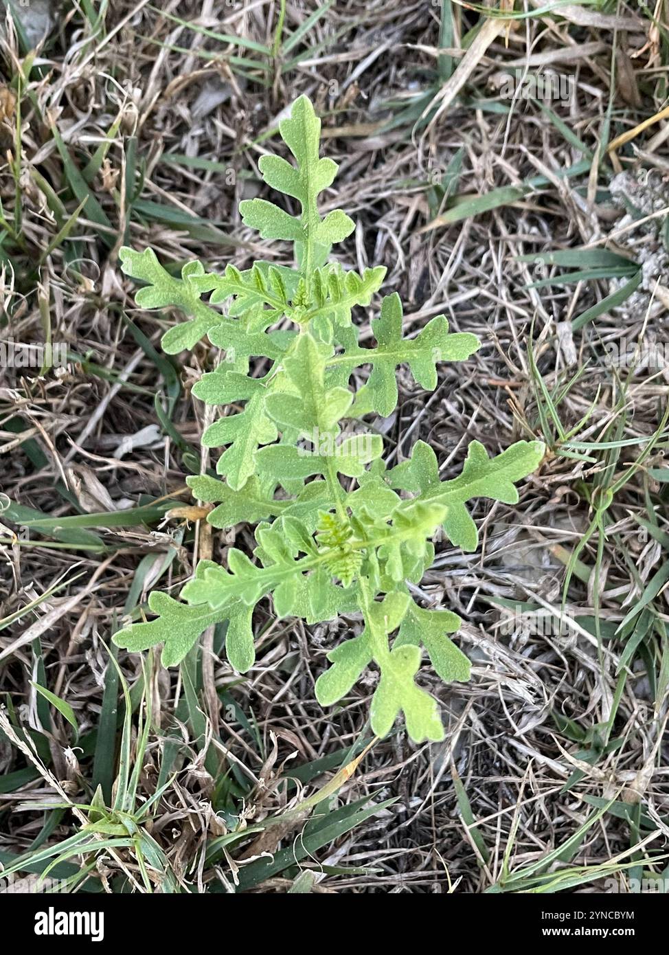 western ragweed (Ambrosia psilostachya Stock Photo - Alamy