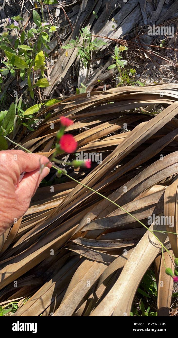 Red Tasselflower (Emilia fosbergii Stock Photo - Alamy