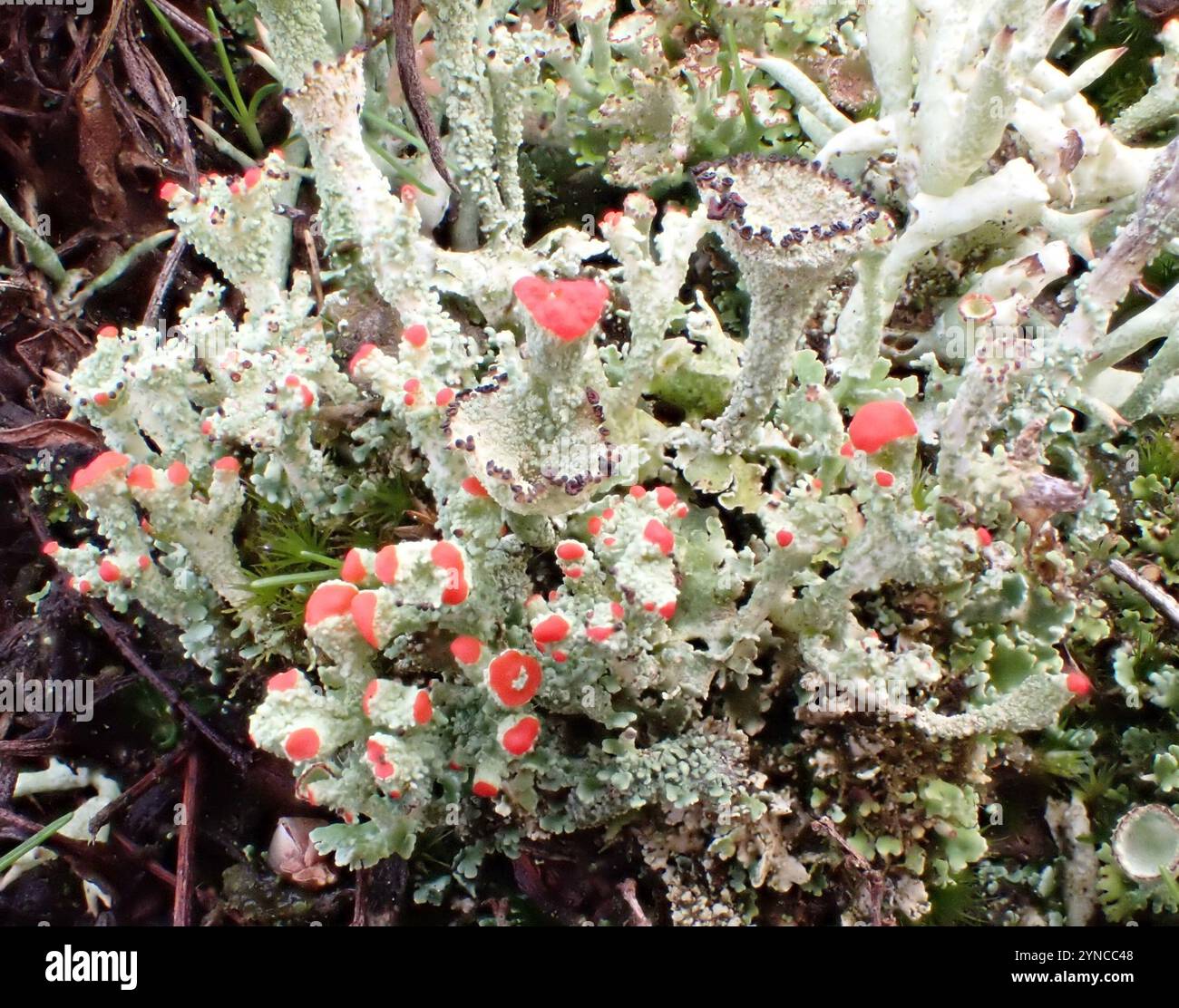 pixie cup and reindeer lichens (Cladonia Stock Photo - Alamy