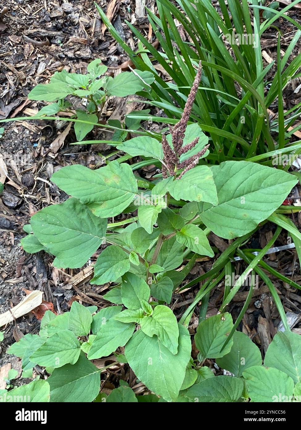 green amaranth (Amaranthus viridis Stock Photo - Alamy