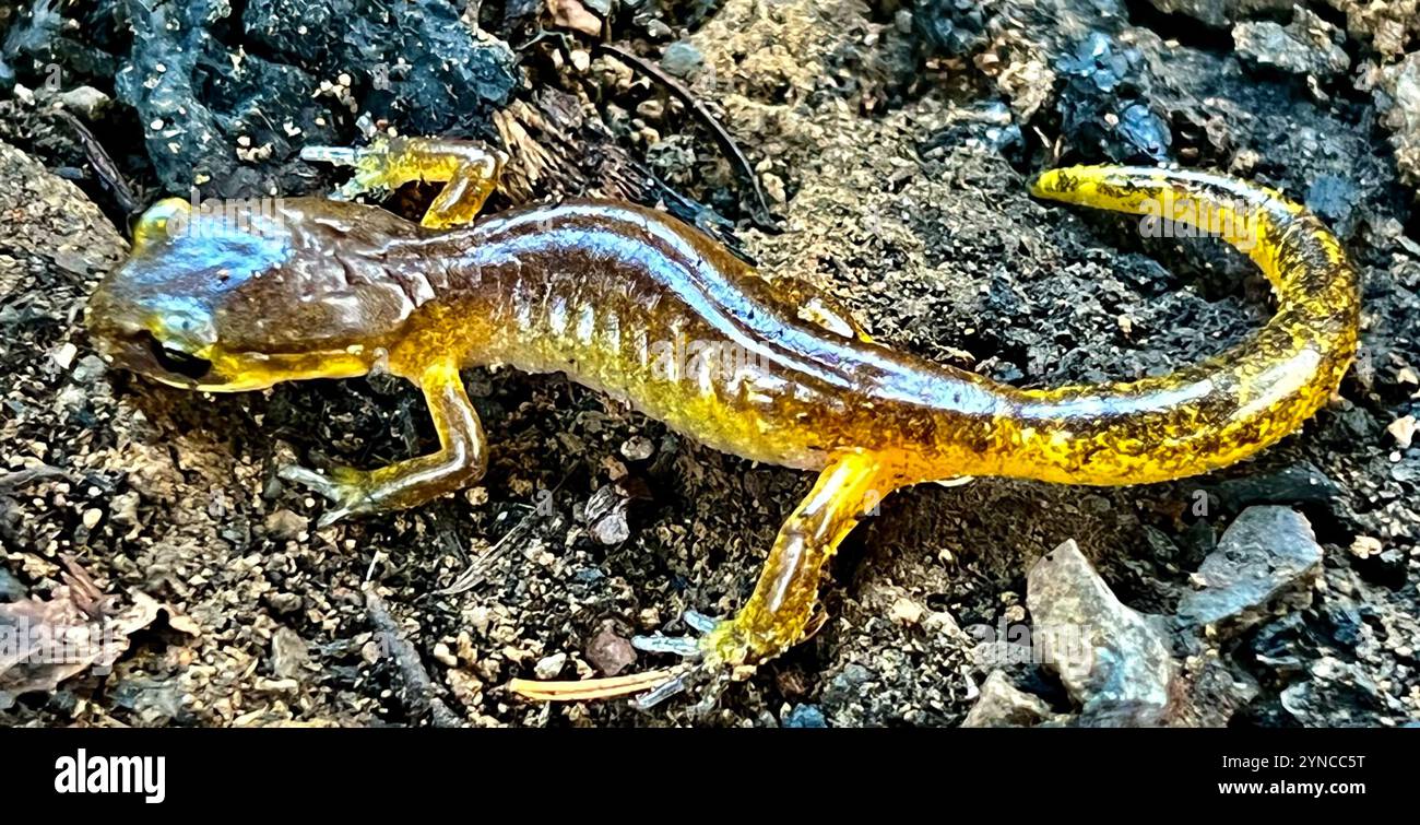Ensatina (Ensatina eschscholtzii Stock Photo - Alamy