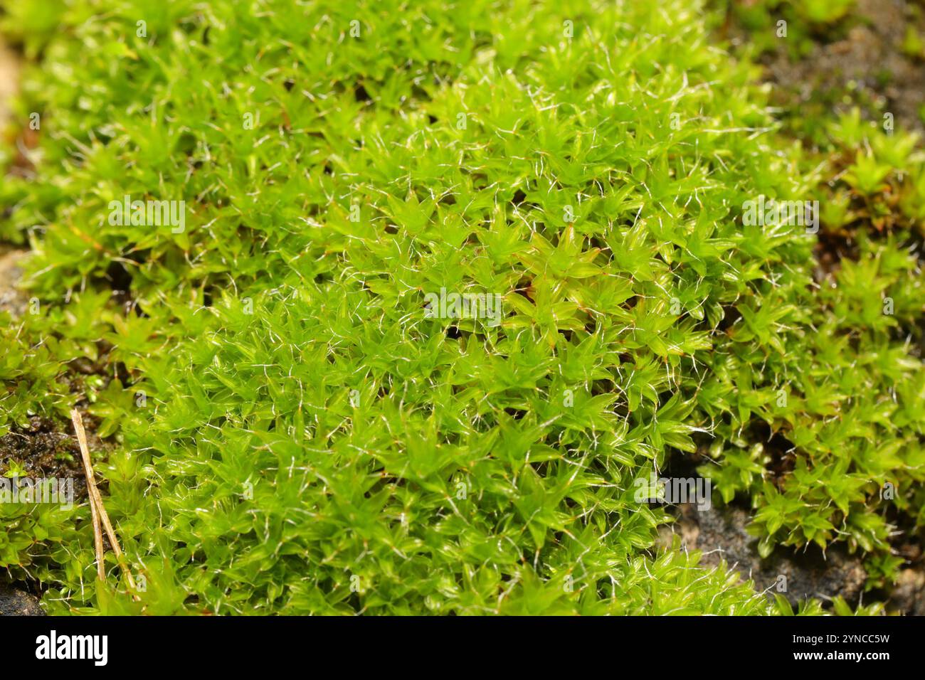 Star Moss (Syntrichia ruralis Stock Photo - Alamy