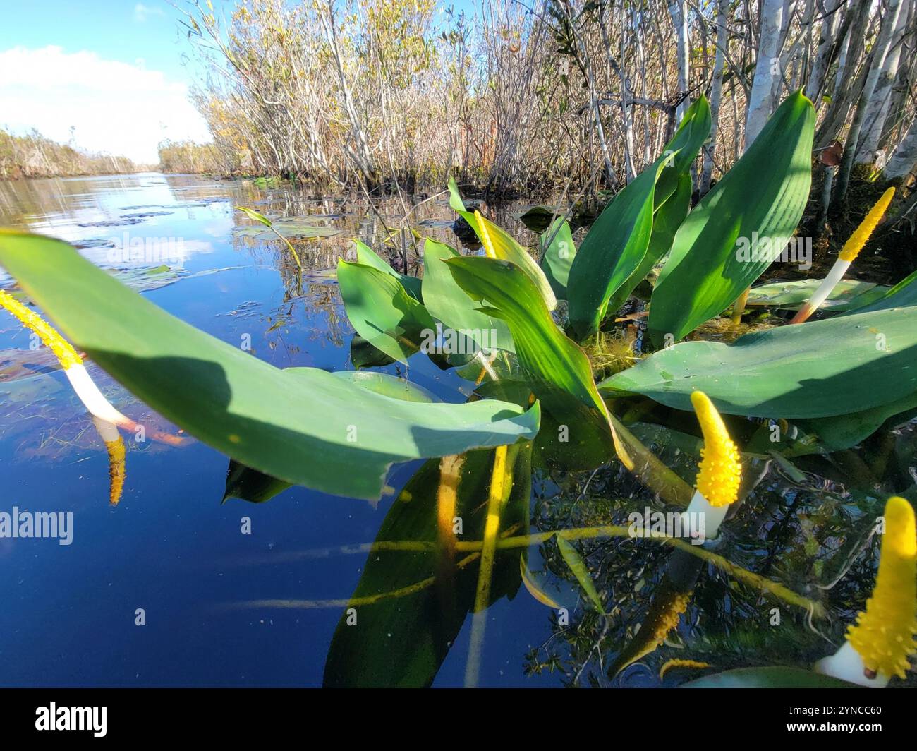 Orontium golden club hi-res stock photography and images - Alamy