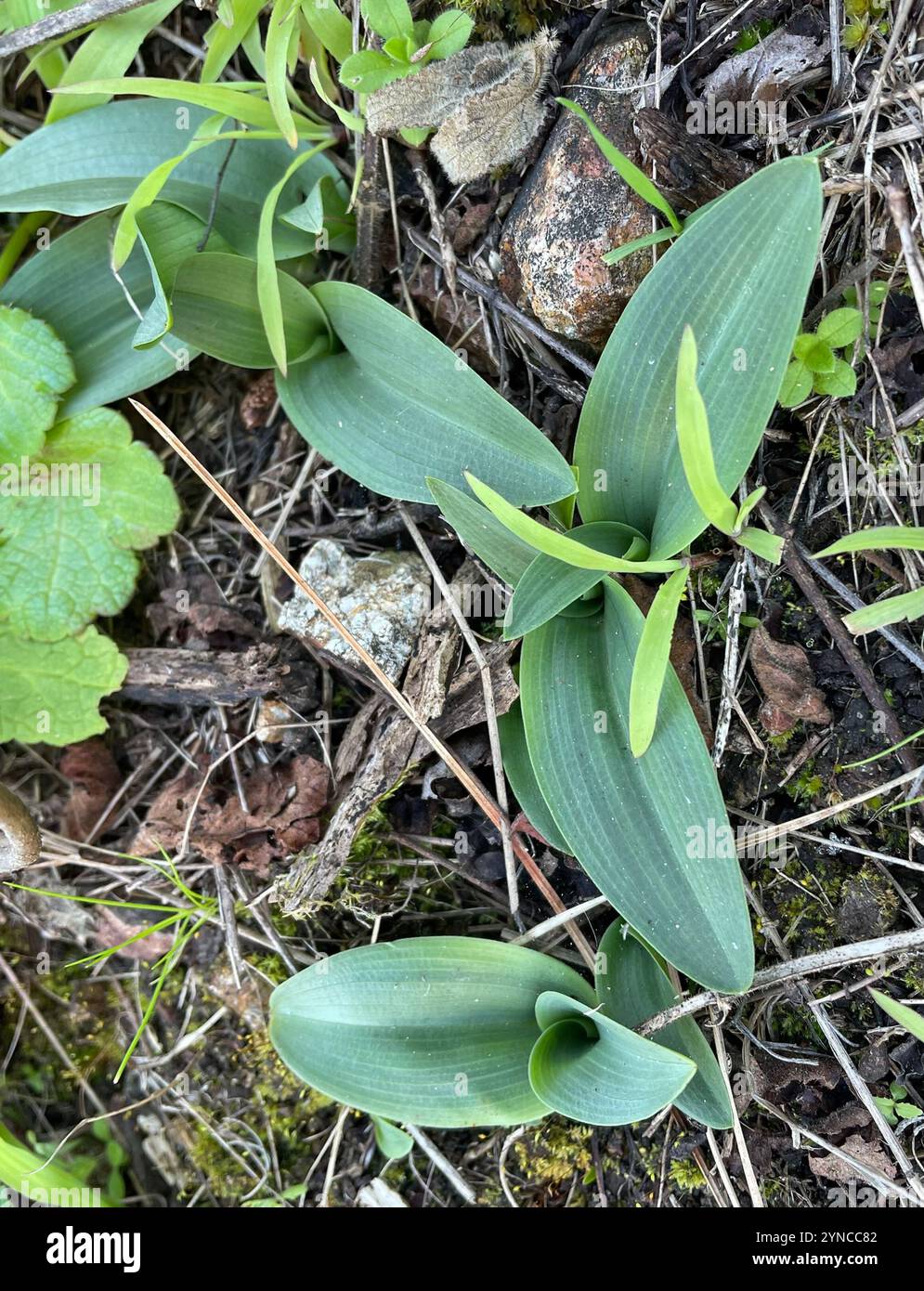 Elegant piperia hi-res stock photography and images - Alamy