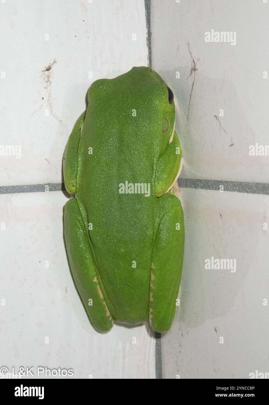 White-lipped Tree Frog (Nyctimystes infrafrenatus Stock Photo - Alamy