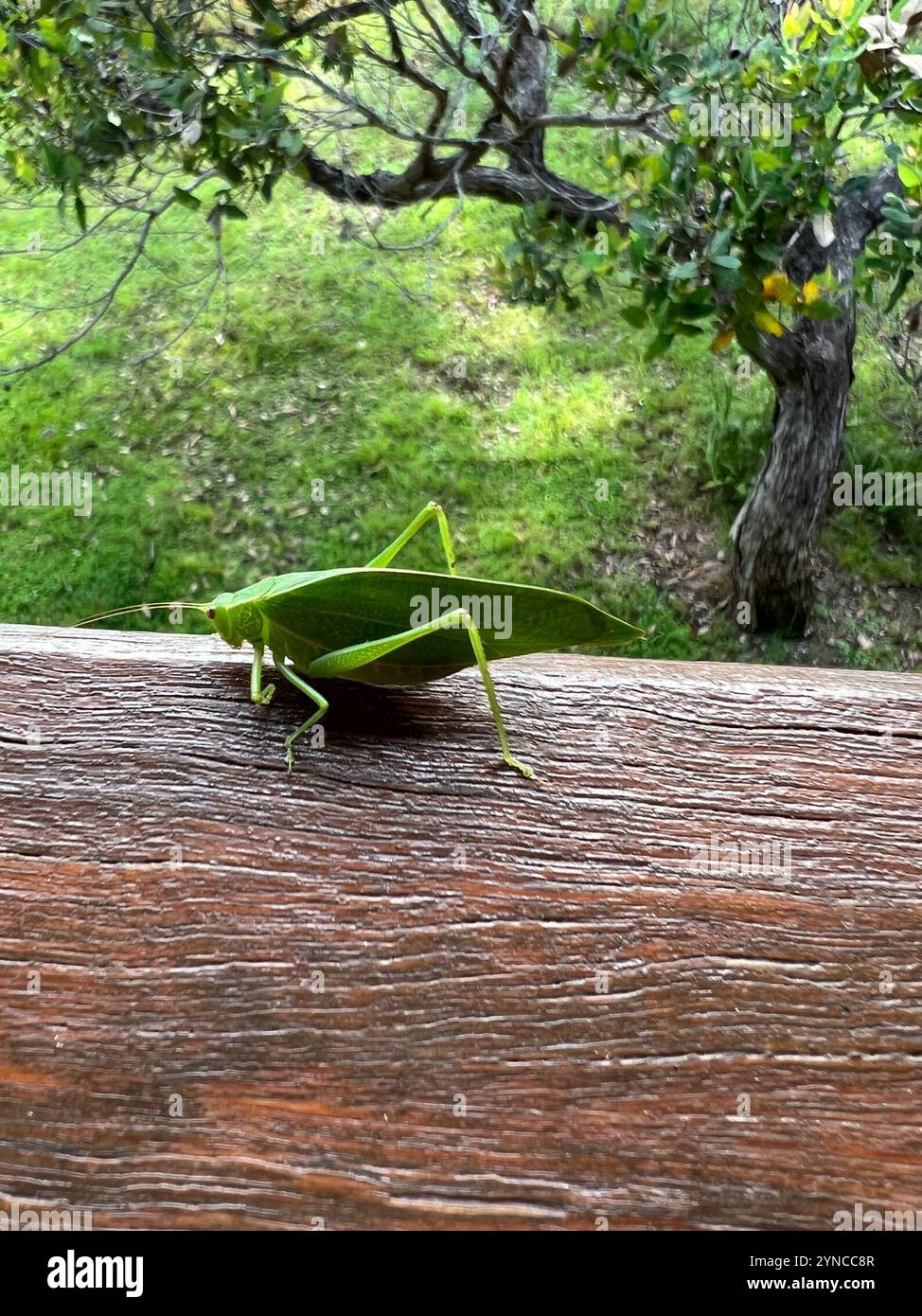 Australian Common Garden Katydid (Caedicia simplex Stock Photo - Alamy