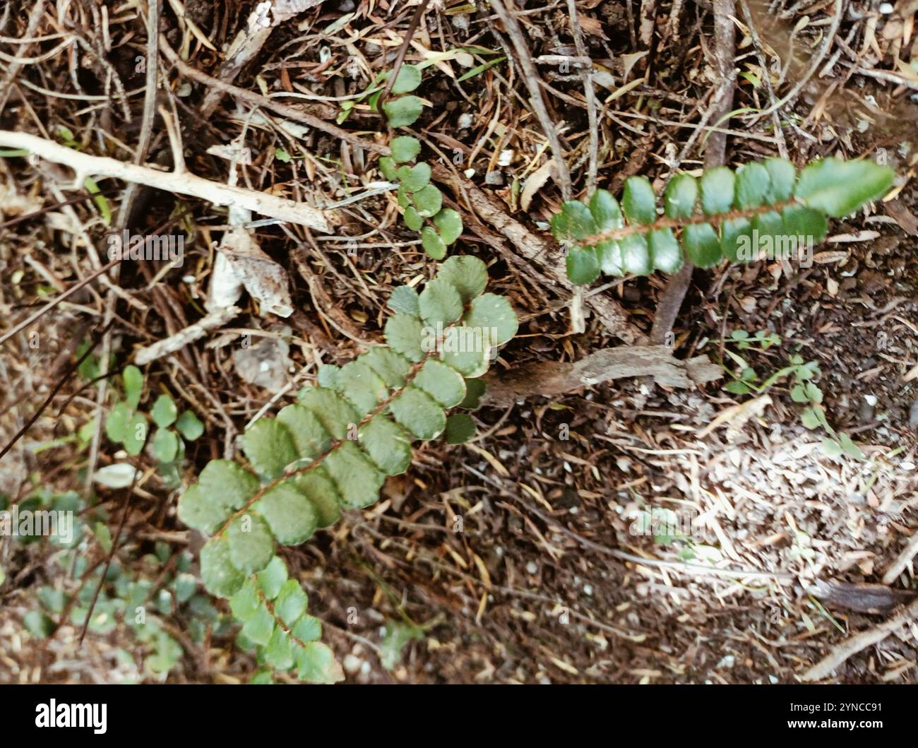 Button Fern (Pellaea rotundifolia Stock Photo - Alamy