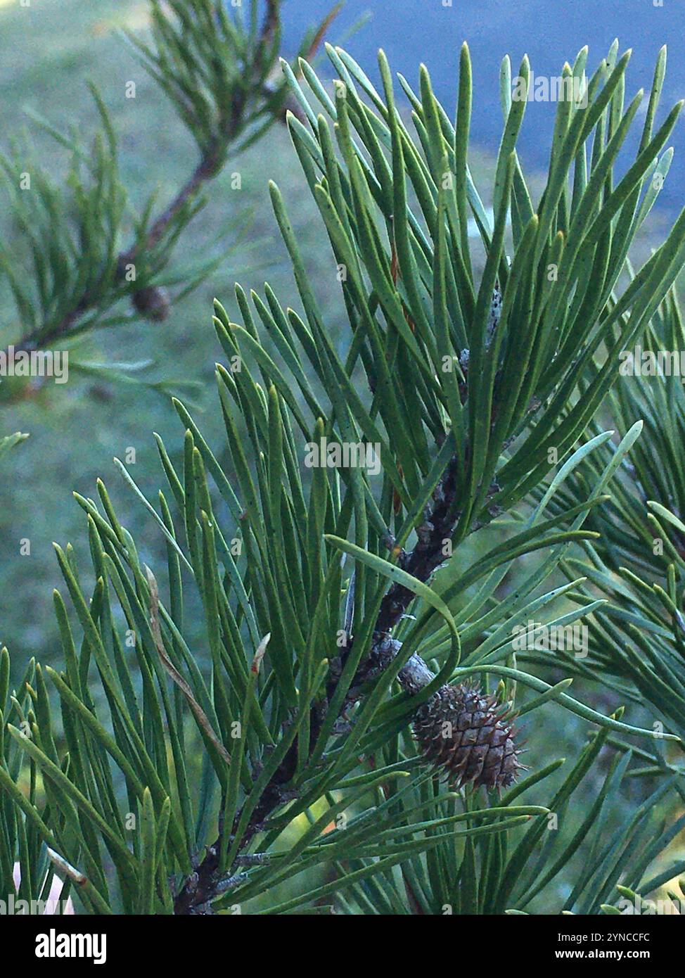Virginia pine (Pinus virginiana Stock Photo - Alamy