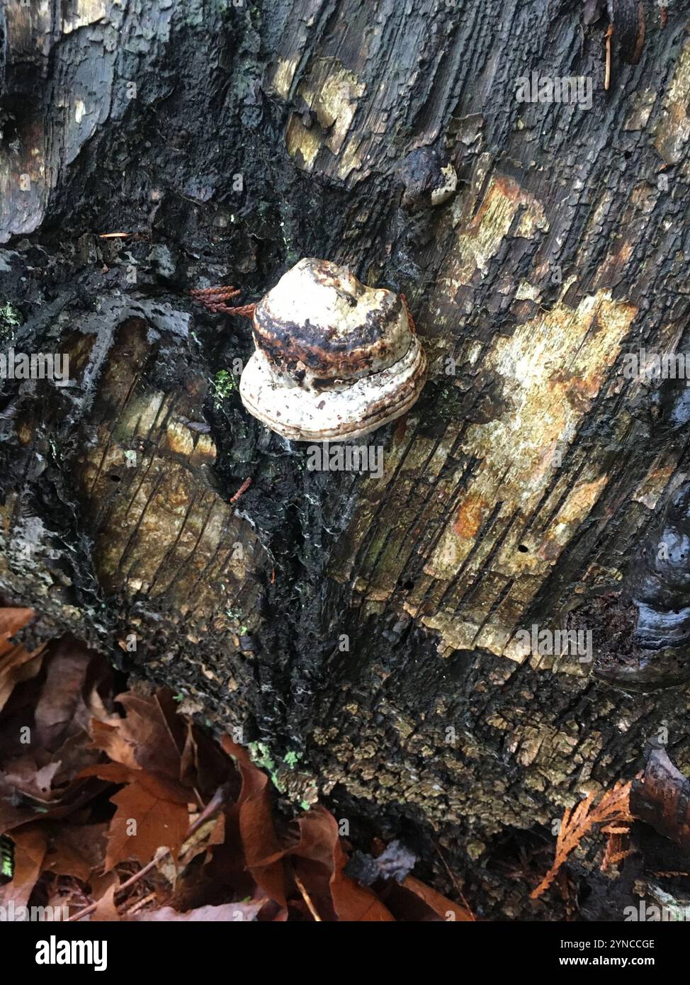 Hoof Fungus (Fomes fomentarius Stock Photo - Alamy