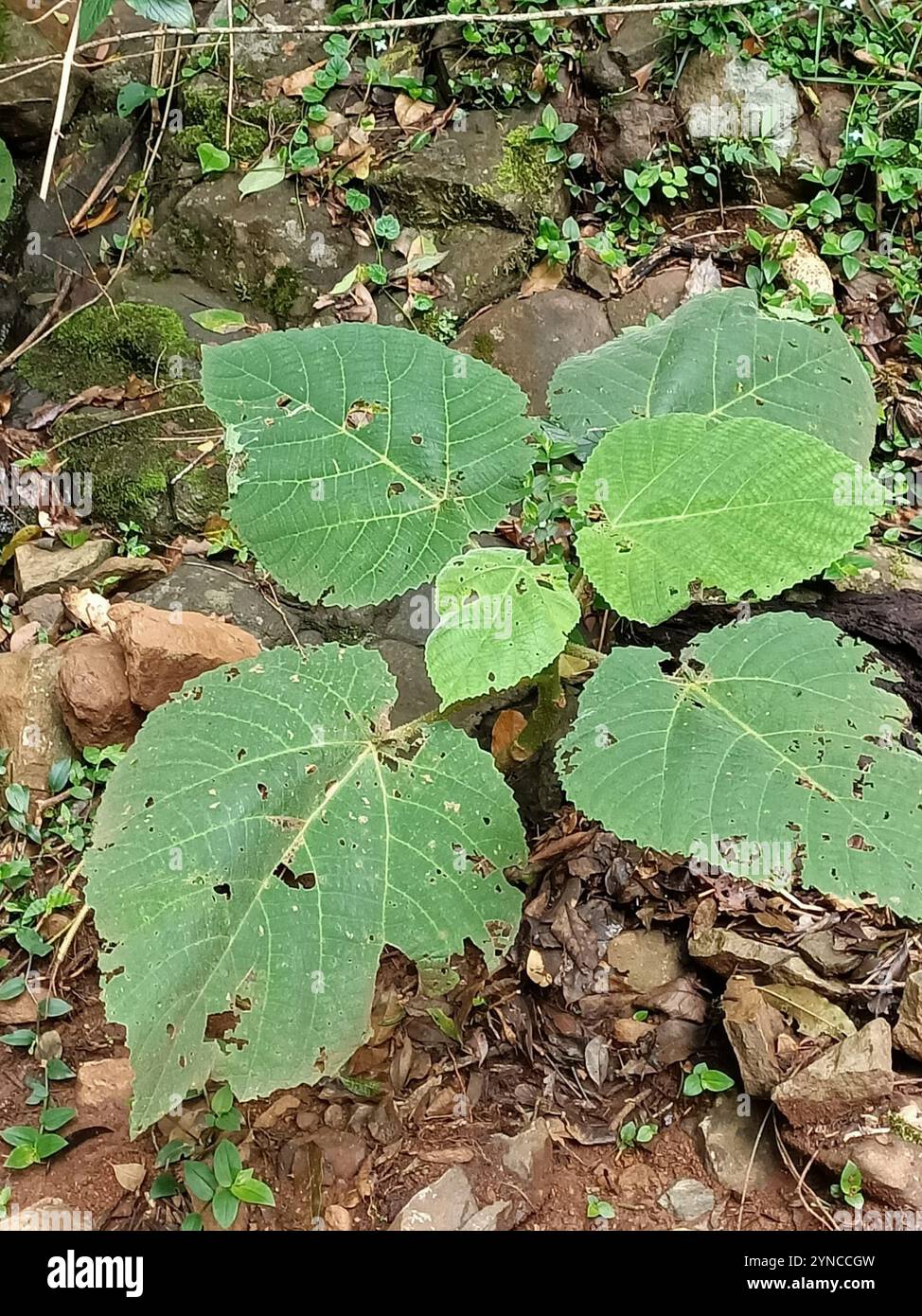 Dendrocnide excelsa hi-res stock photography and images - Alamy